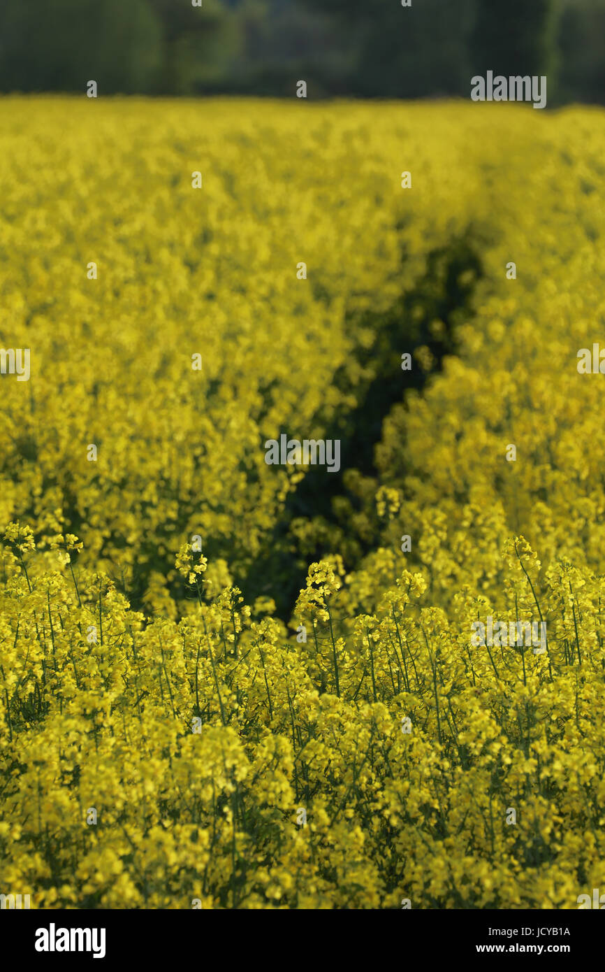 Rapsfeld in der Blüte Stock Photo - Alamy