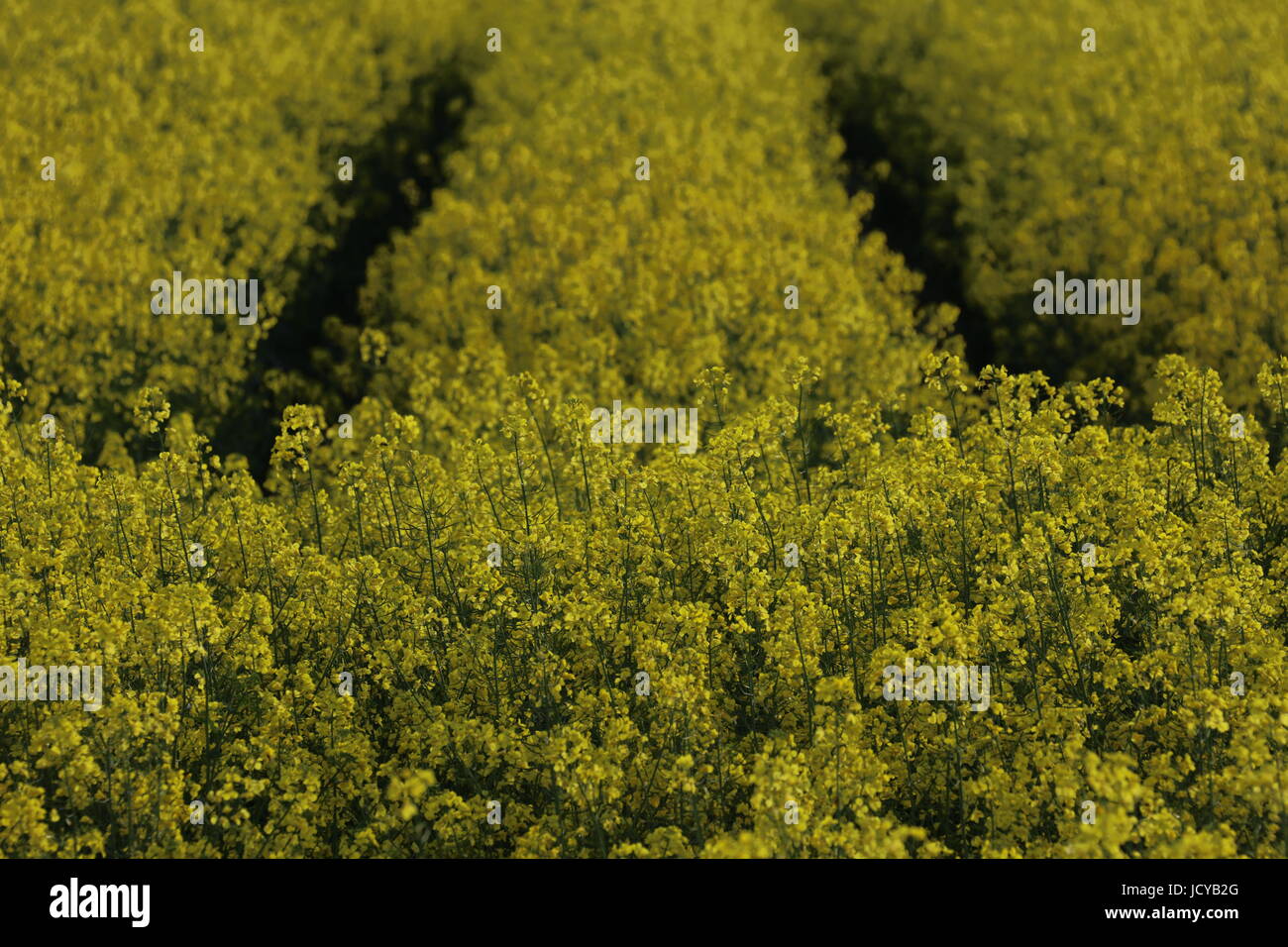 Rapsfeld in der Blüte Stock Photo - Alamy
