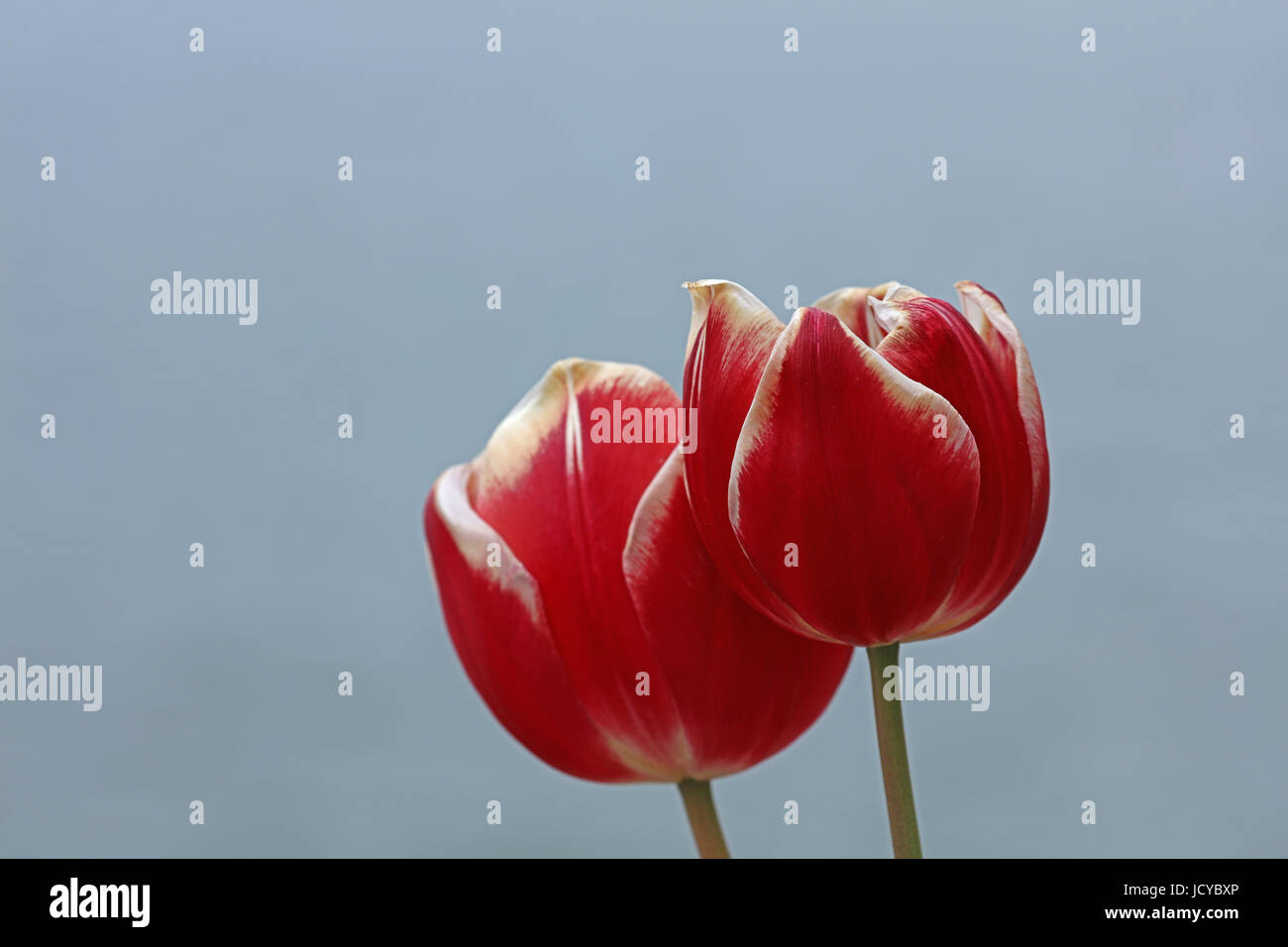 Rote tulpenblute hi-res stock photography and images - Alamy