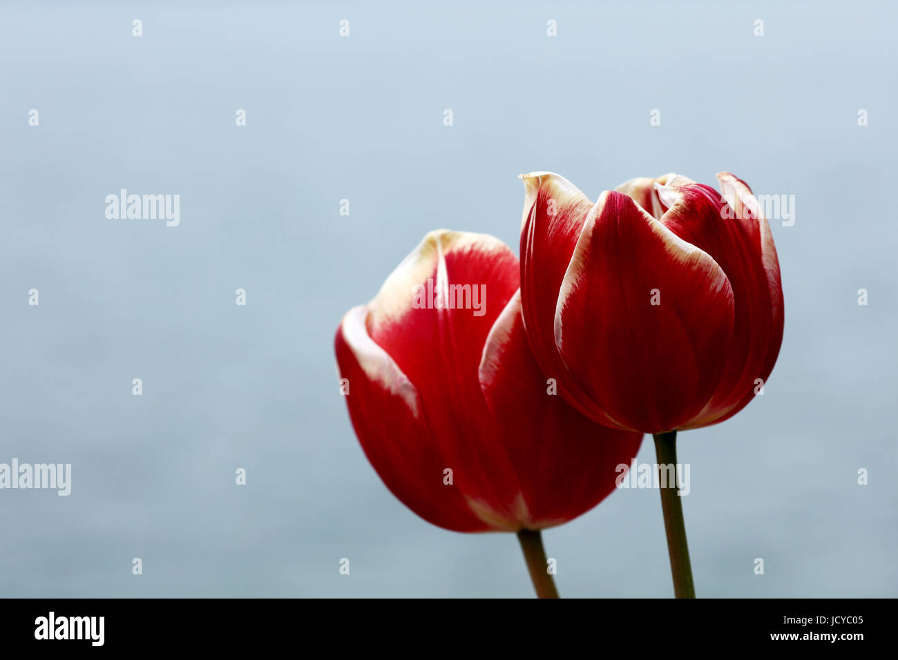 Rote tulpen hi-res stock photography and images - Alamy