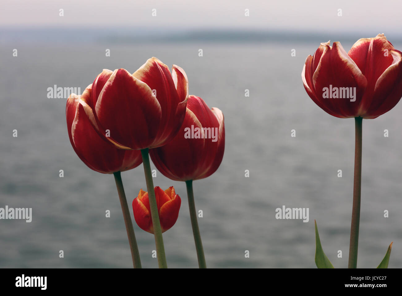 Rote tulpenblute hi-res stock photography and images - Alamy