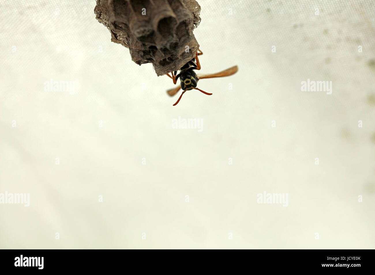 Wespenlarve hi-res stock photography and images - Alamy