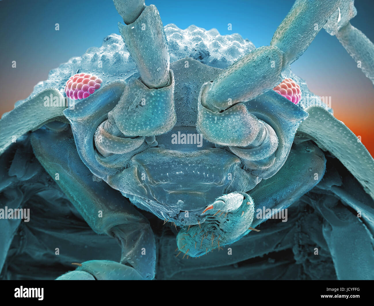 Terrestrial isopod crustacean High Resolution Stock Photography and ...