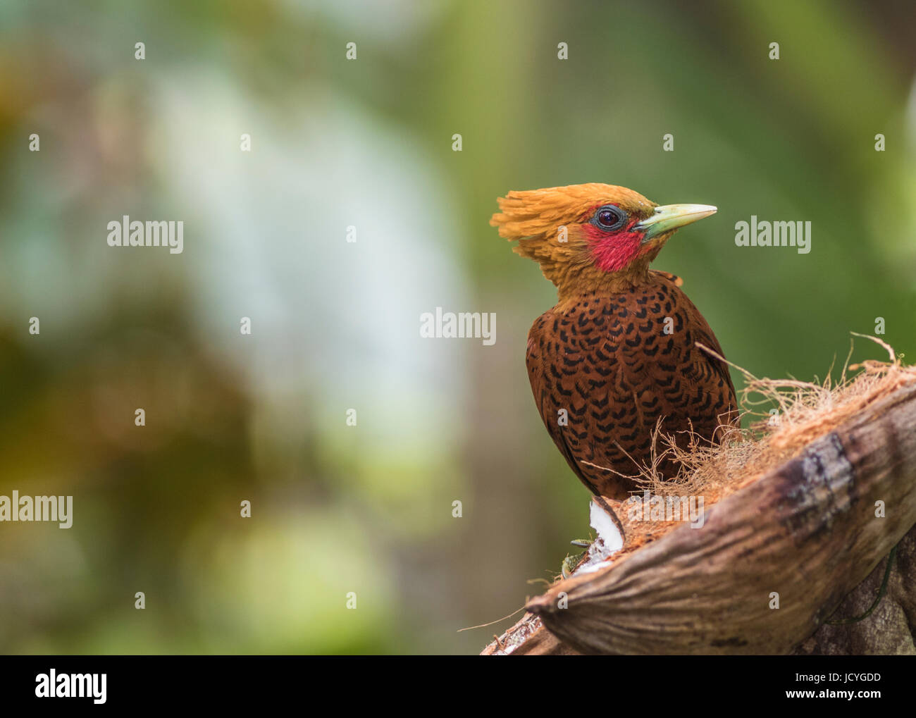 Chestnut-colored woodpecker, Celeus castaneus, eating from a coconut at ...