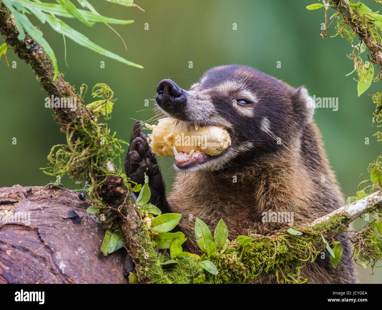 White-nosed coati, Nasua narica up in a tree eating banana having a ...