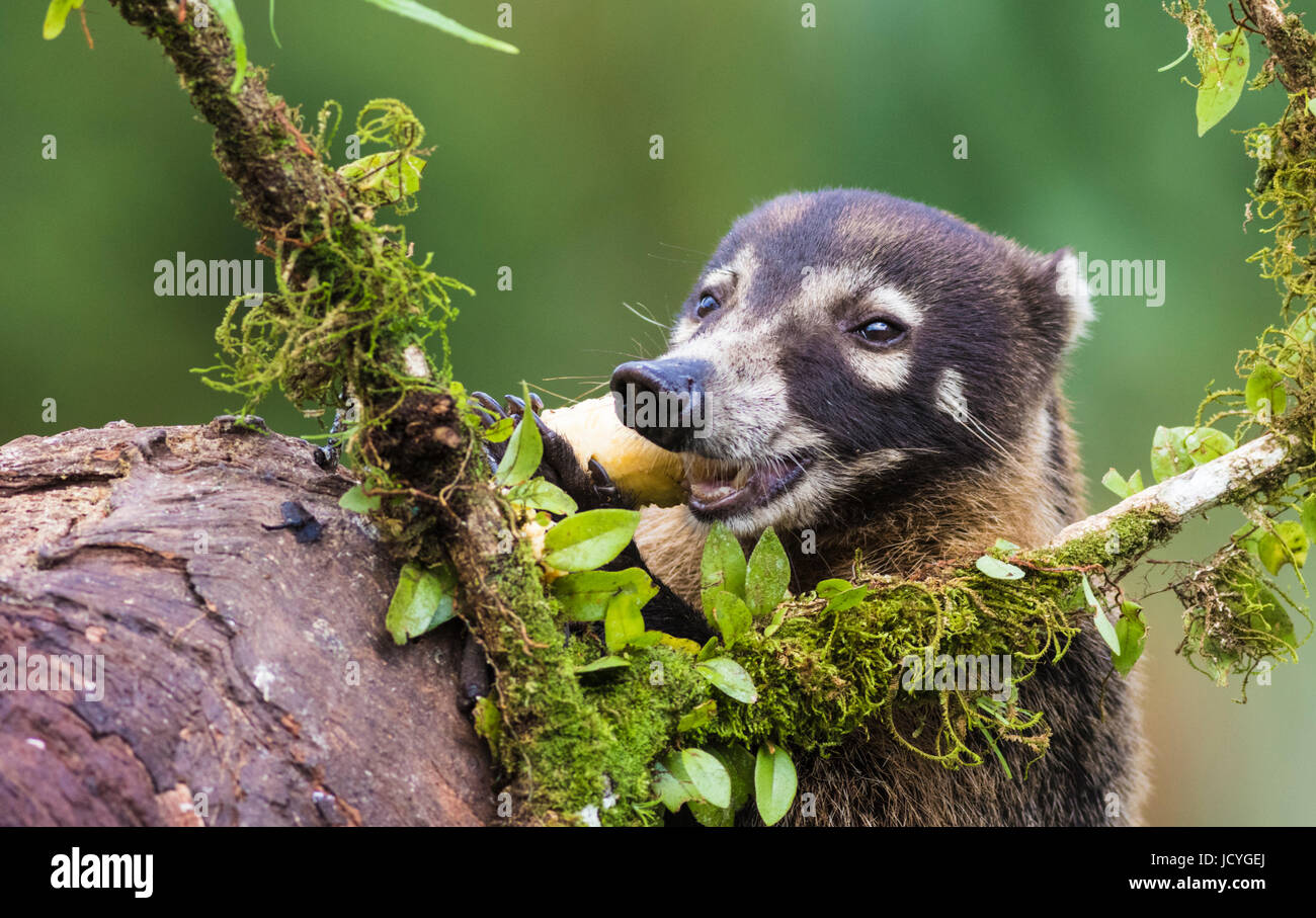 White-nosed coati, Nasua narica up in a tree eating banana having a ...