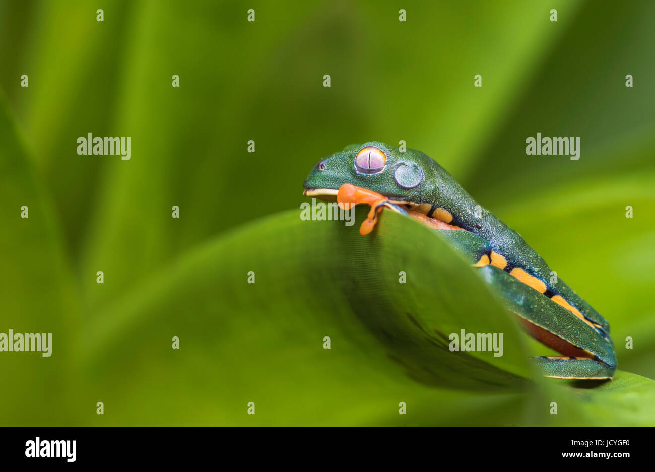 Splendid leaf frog, Cruziohyla calcarifer, climbing on a leaf,in ...