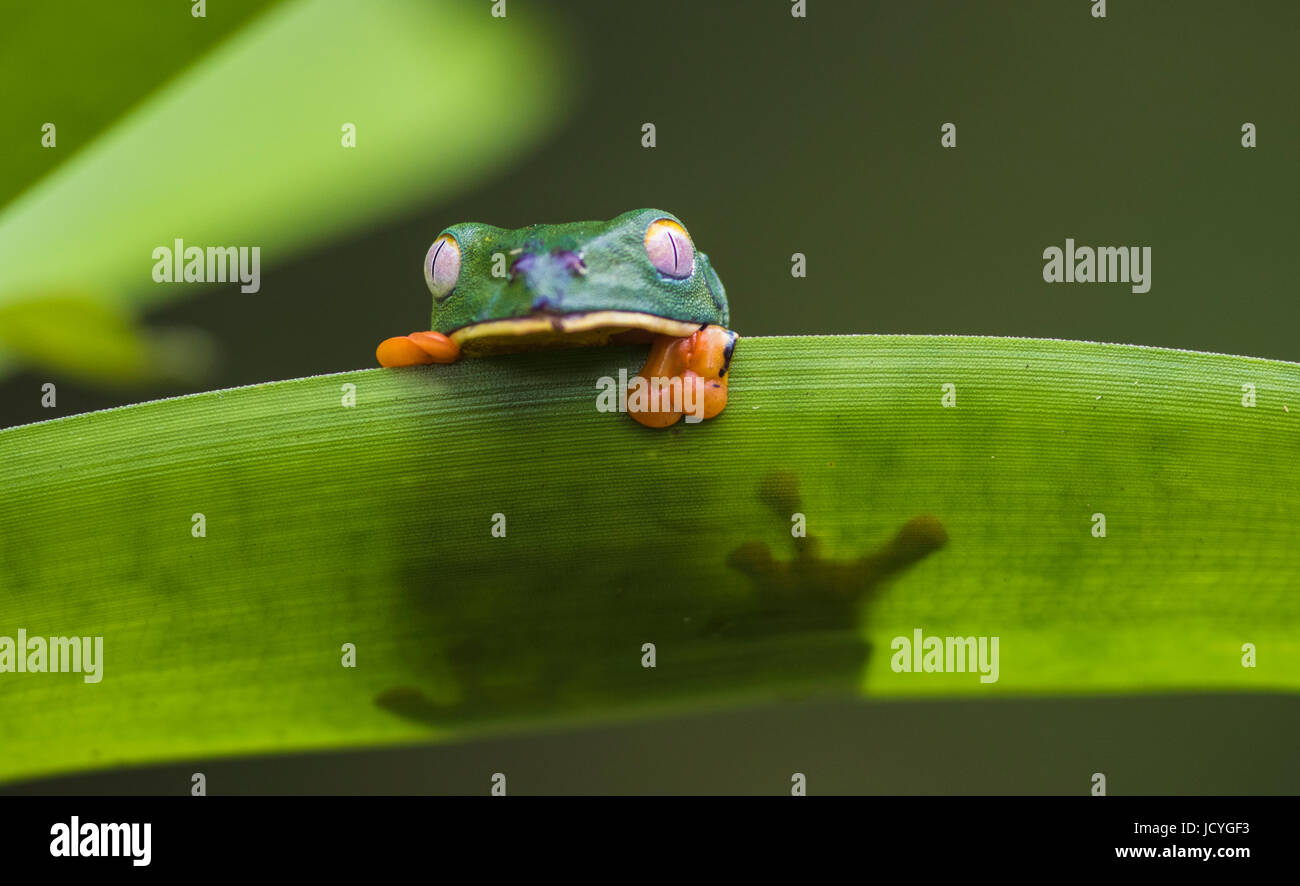 Splendid leaf frog, Cruziohyla calcarifer, climbing on a leaf, looking ...
