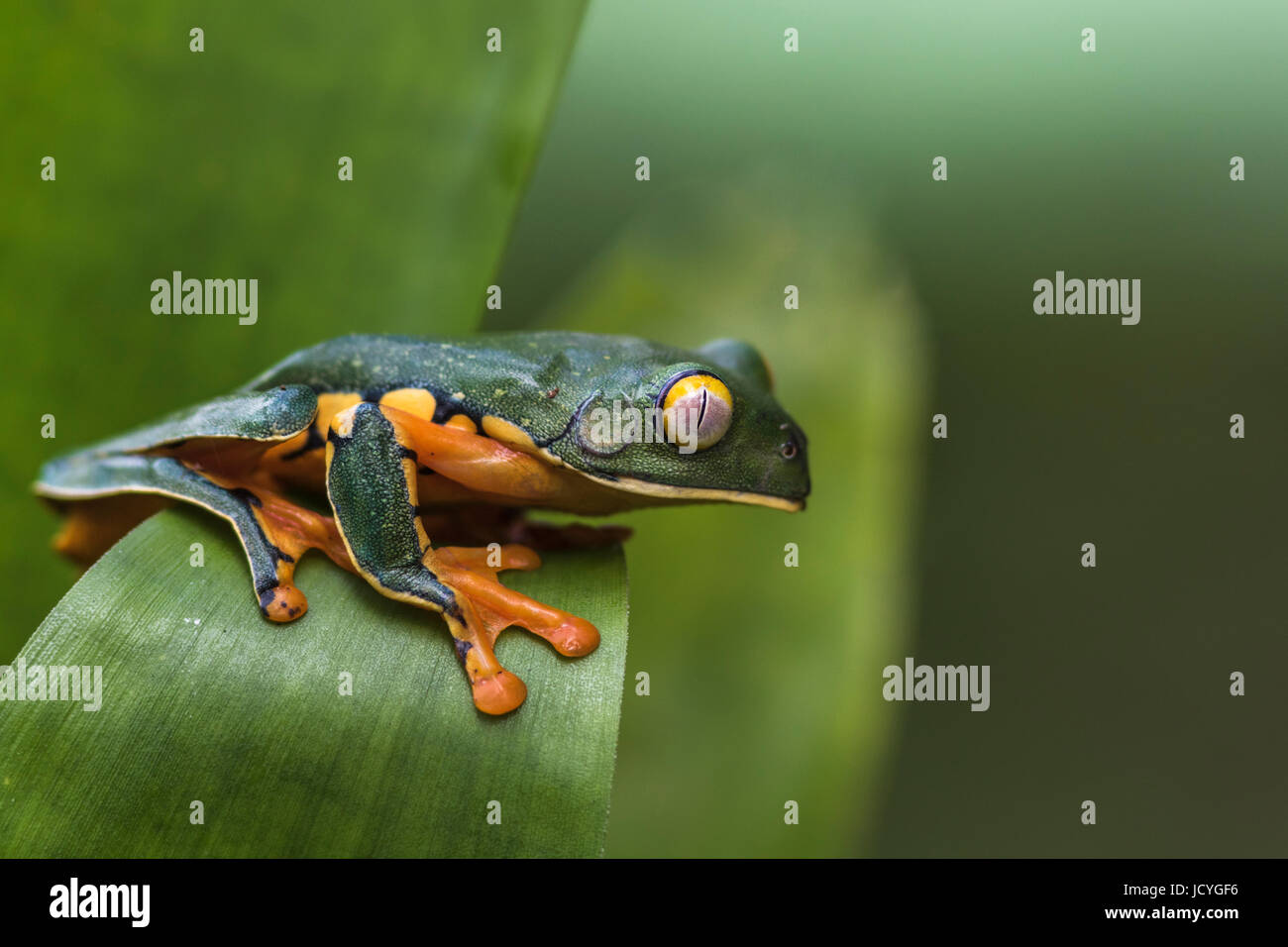 Splendid leaf frog, Cruziohyla calcarifer, climbing on a leaf, in ...