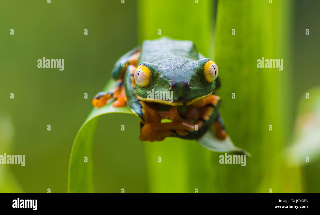 Splendid leaf frog, Cruziohyla calcarifer, climbing on a leaf, looking ...