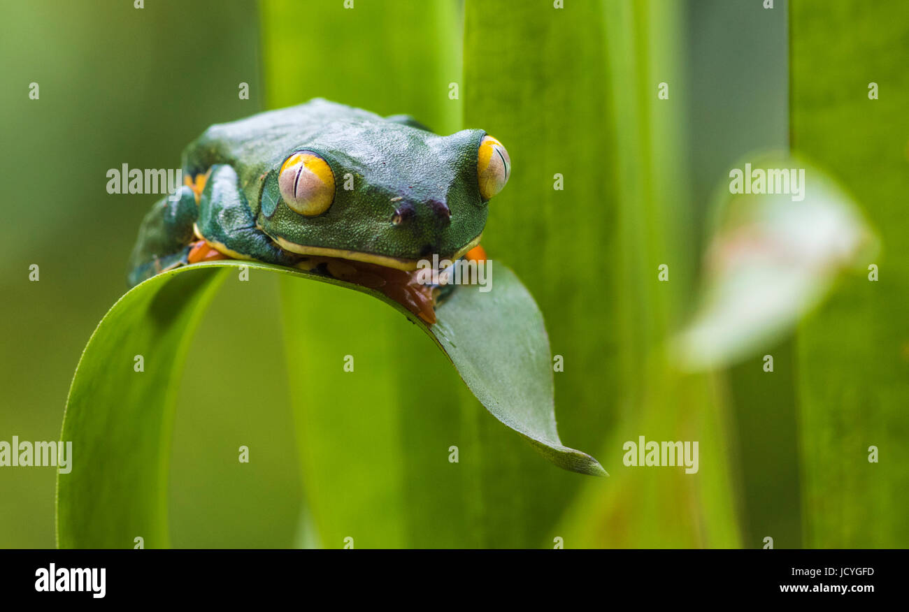 Splendid leaf frog, Cruziohyla calcarifer, climbing on a leaf, looking ...