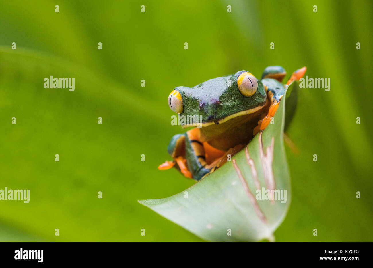 Splendid leaf frog, Cruziohyla calcarifer, climbing on a leaf, looking ...
