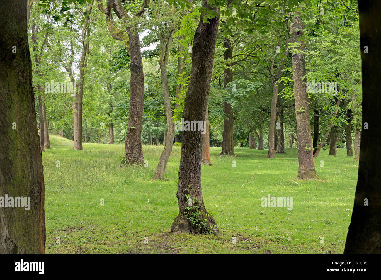 Woodland tree scene in summer time Stock Photo - Alamy