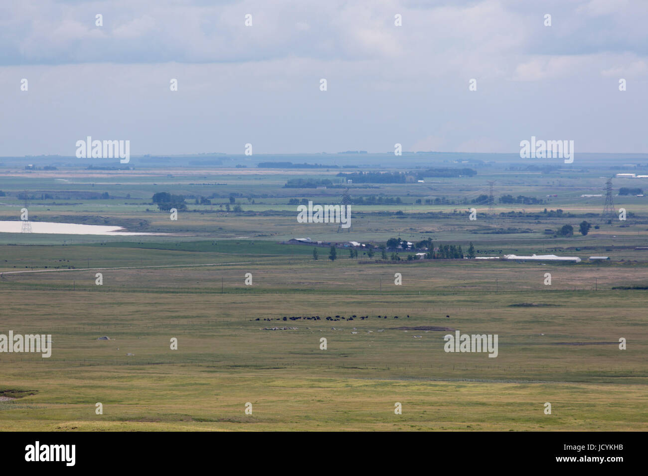 Toda buffalo hi-res stock photography and images - Alamy