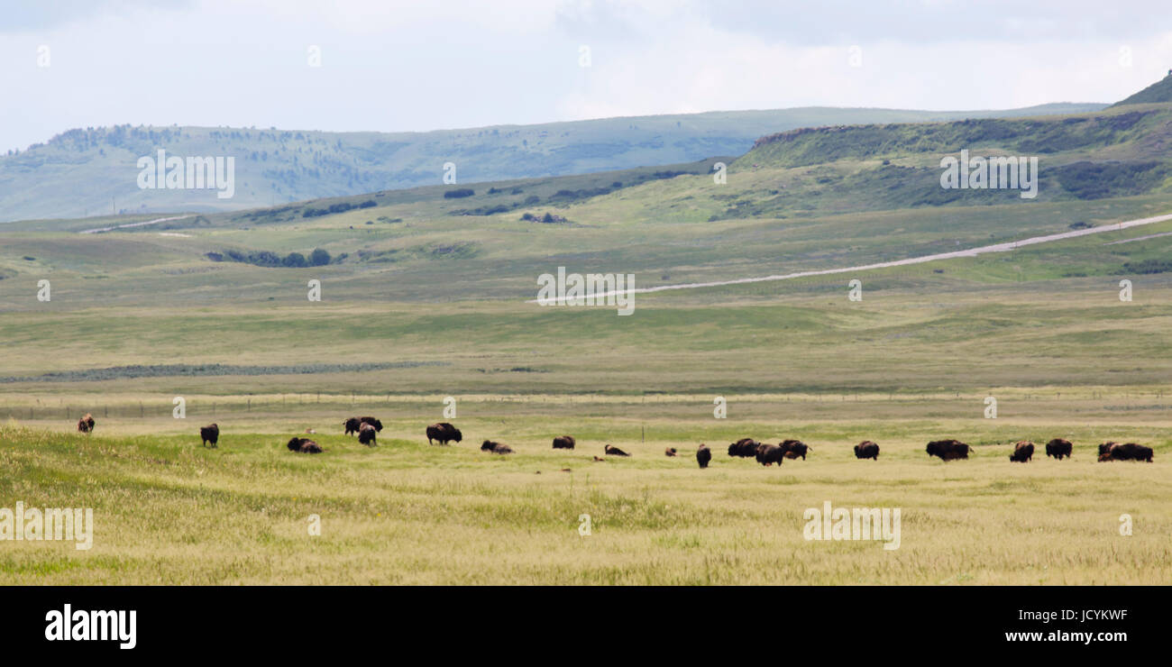 Bison grazing below Head-Smashed-In Buffalo Jump in Alberta, Canada ...