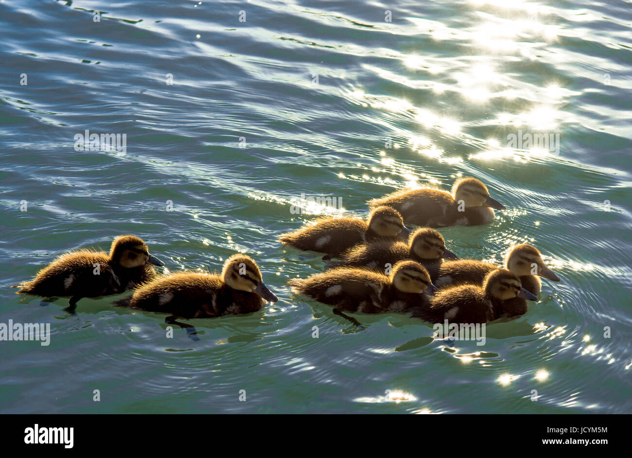 Group of Duck Chickens Swimming in the Water Stock Photo - Alamy