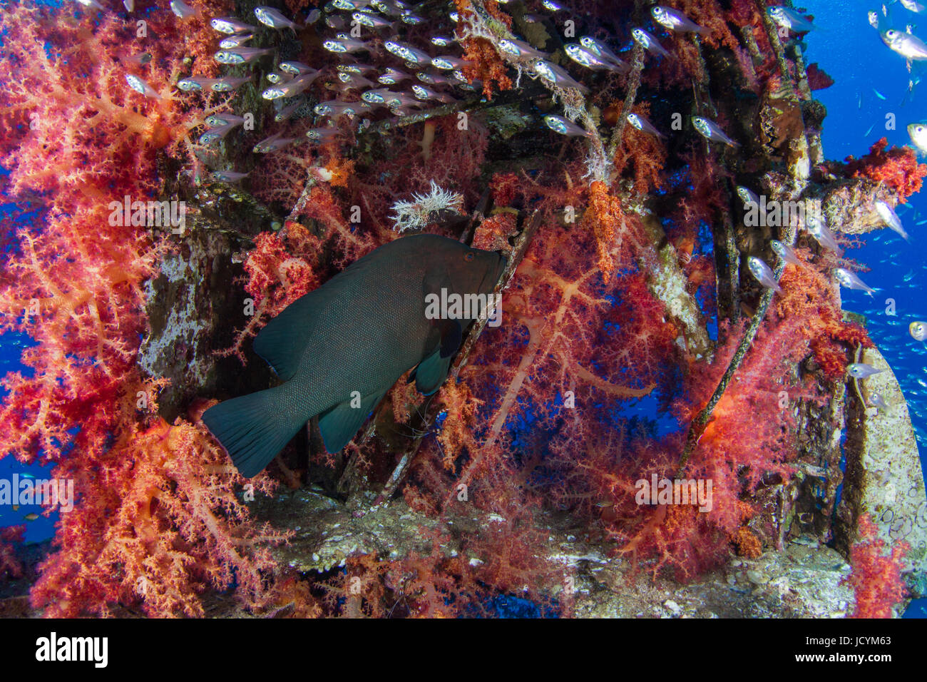 Redmouth grouper aethaloperca rogaa red sea hi-res stock photography ...