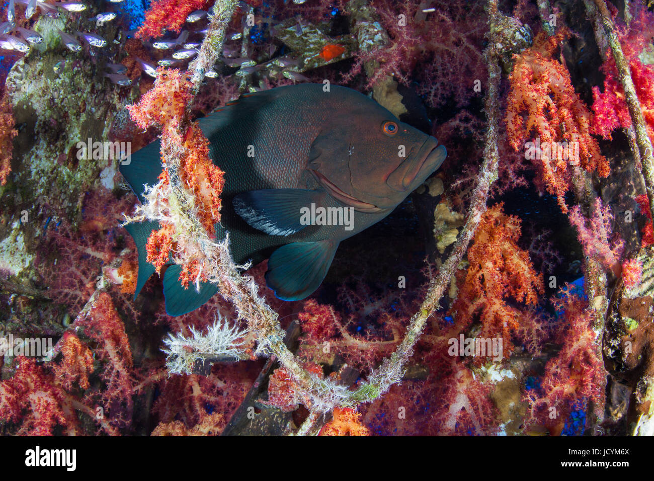 Redmouth grouper aethaloperca rogaa red sea hi-res stock photography ...