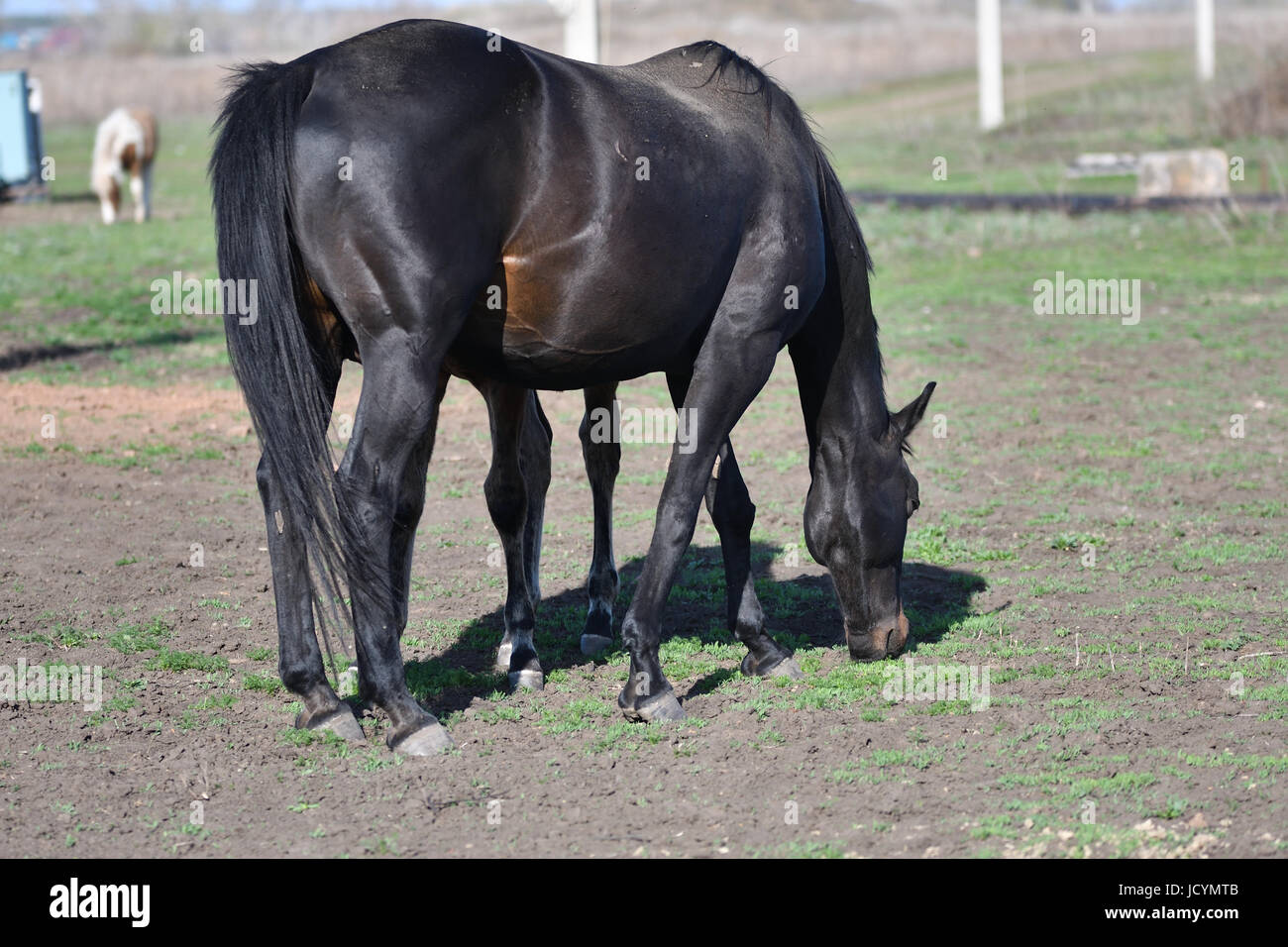 Horses on a farm in spring time Stock Photo - Alamy
