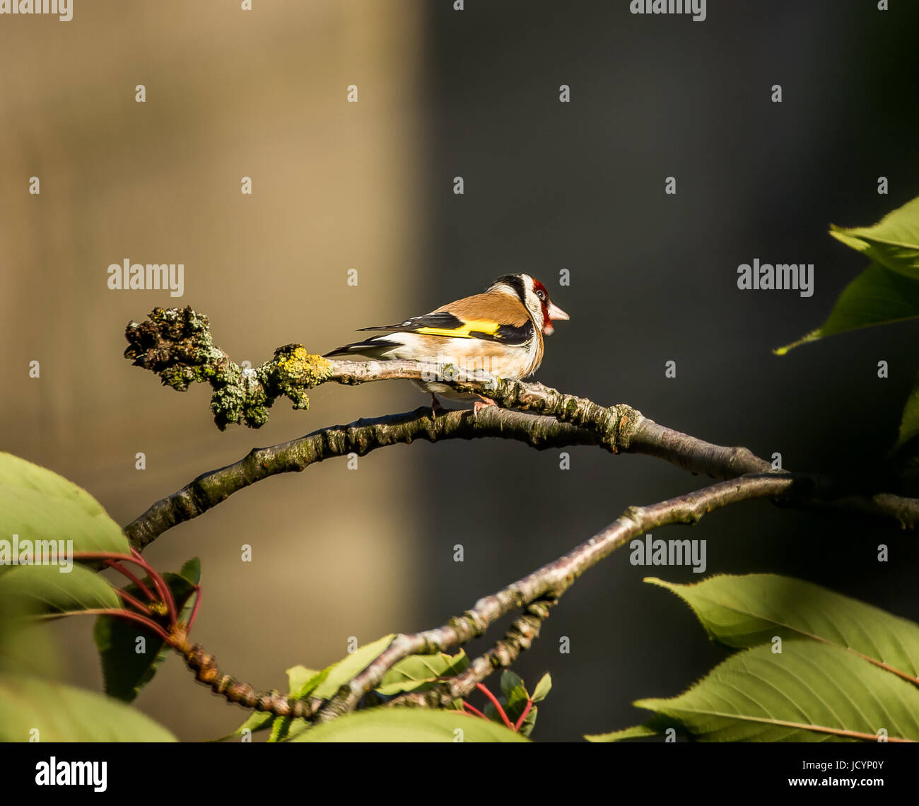 Gold finch uk flight hi-res stock photography and images - Alamy