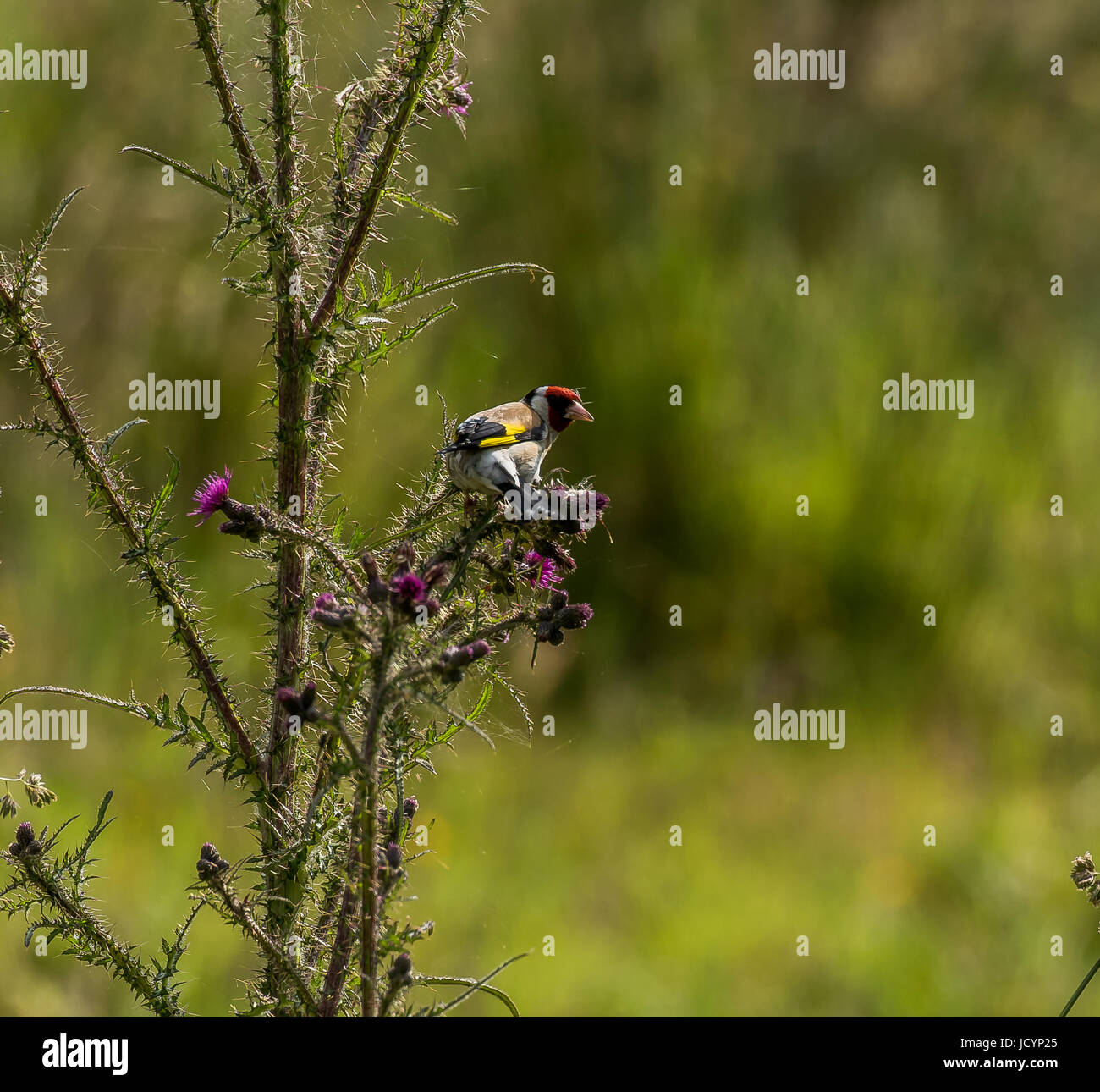 Gold finch flying hi-res stock photography and images - Alamy