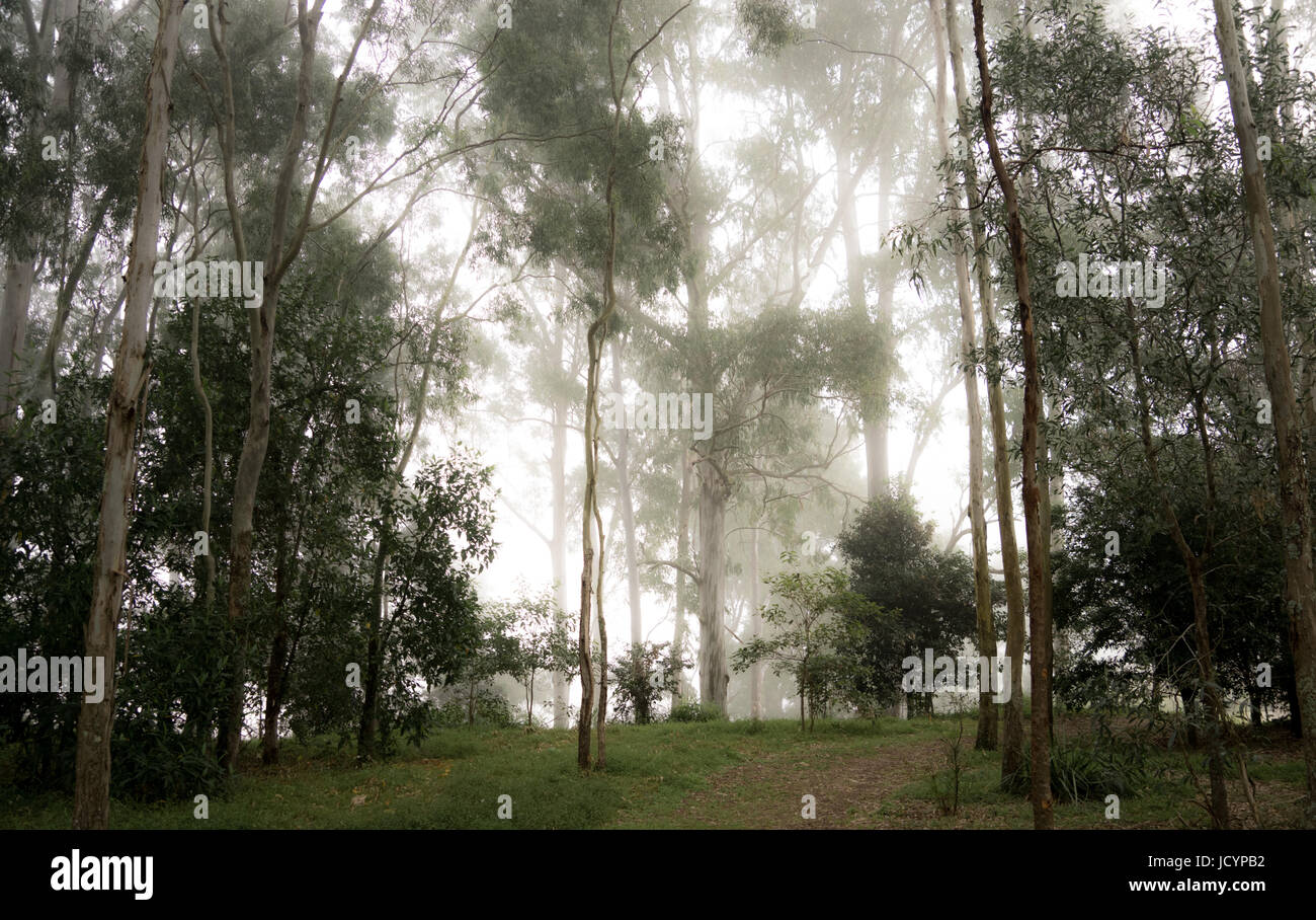 Australian native moss hi-res stock photography and images - Alamy