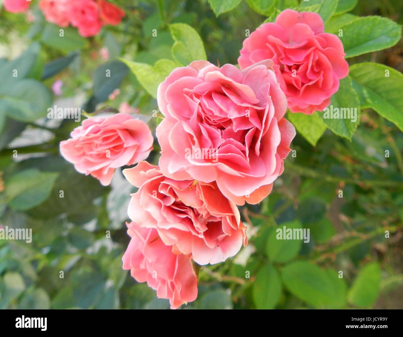 Turkish rose hi-res stock photography and images - Alamy