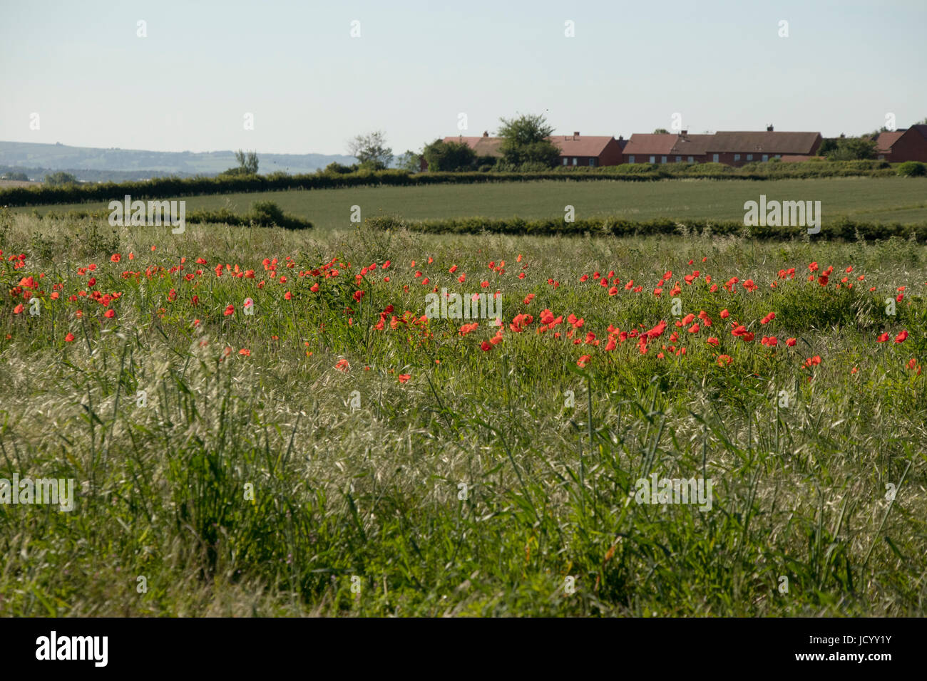 Poppies at field edge Stock Photo - Alamy
