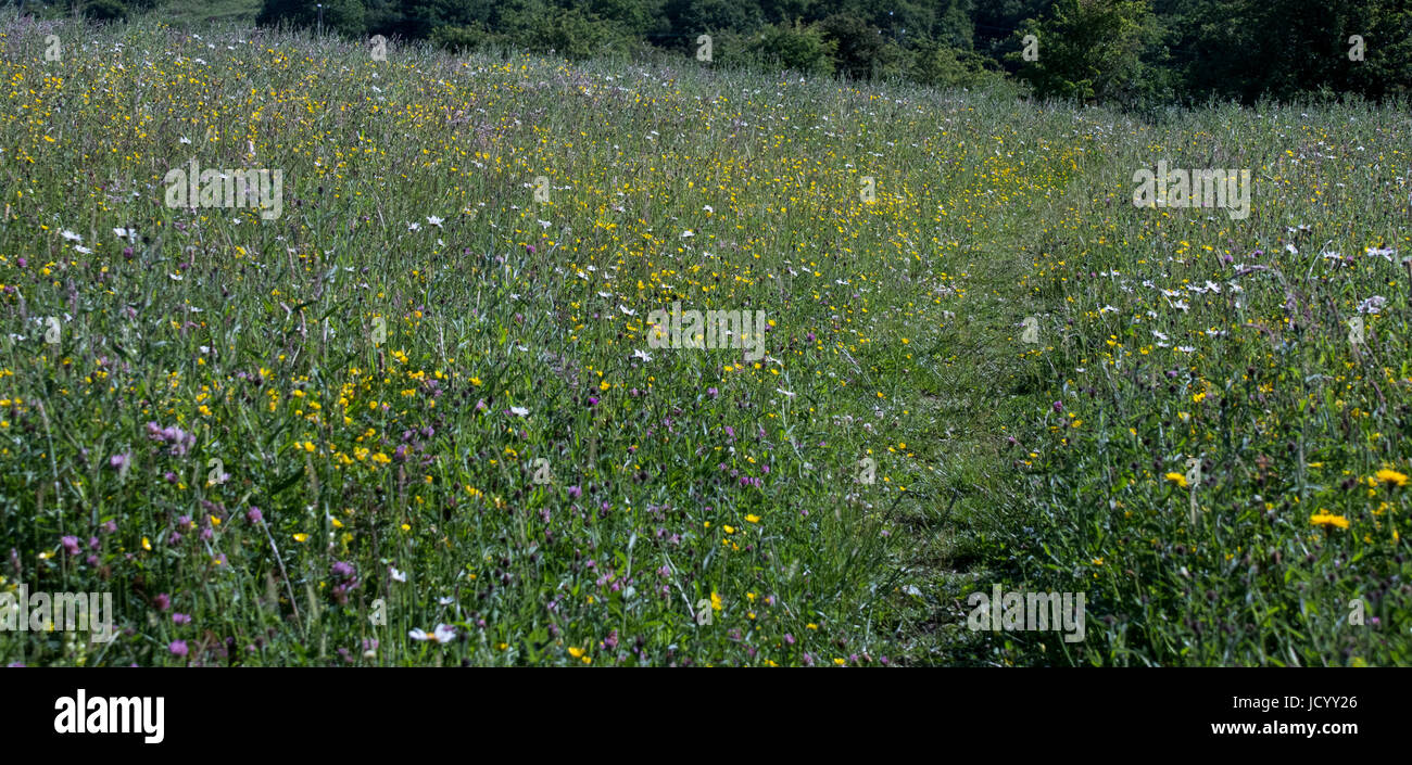 Path through wildflower meadow Stock Photo - Alamy