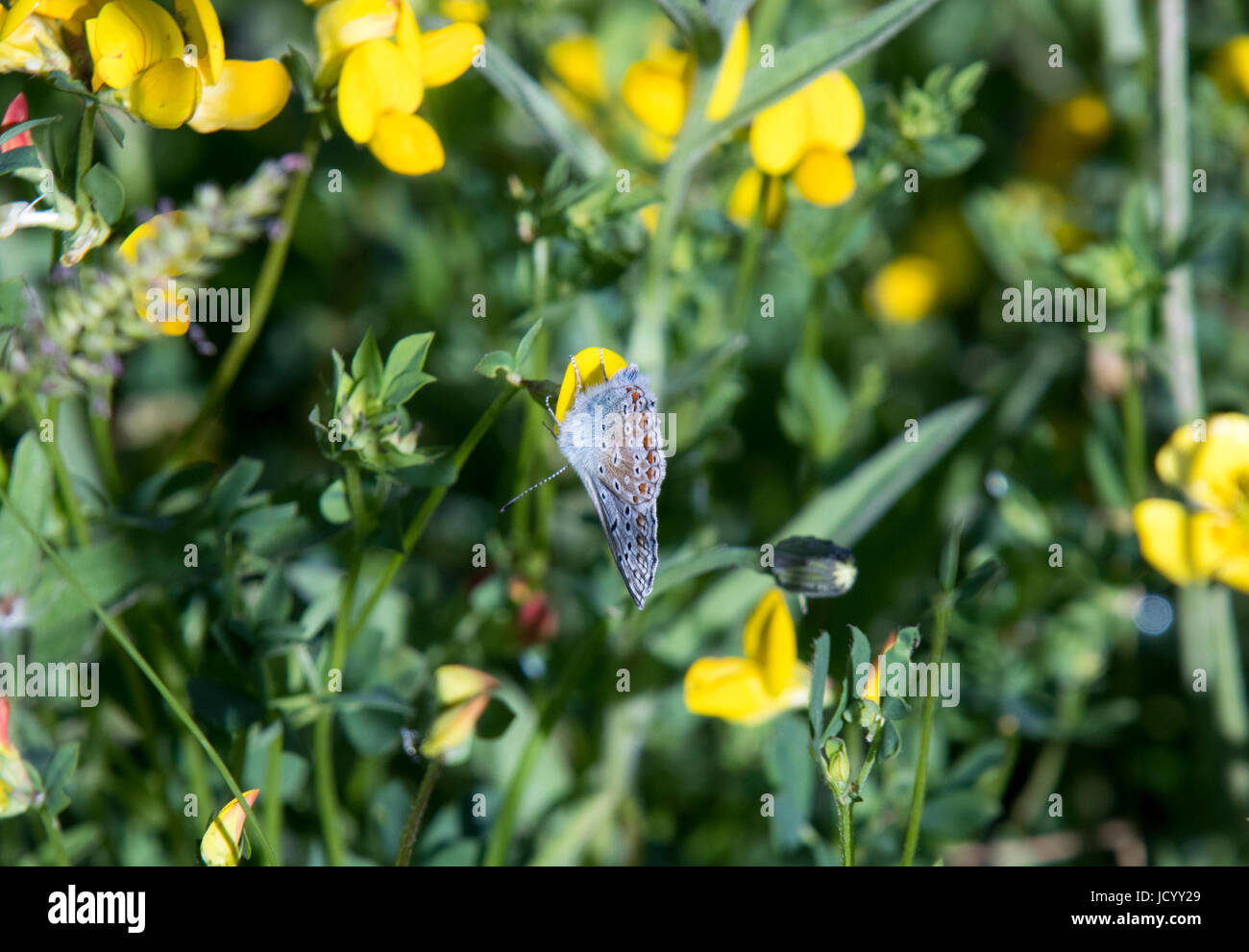 Common blue butterfly on Bird's foot trefoil Stock Photo - Alamy