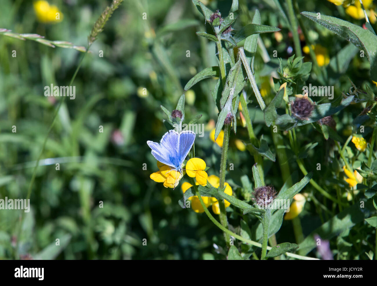 Common blue butterfly on Bird's foot trefoil Stock Photo - Alamy