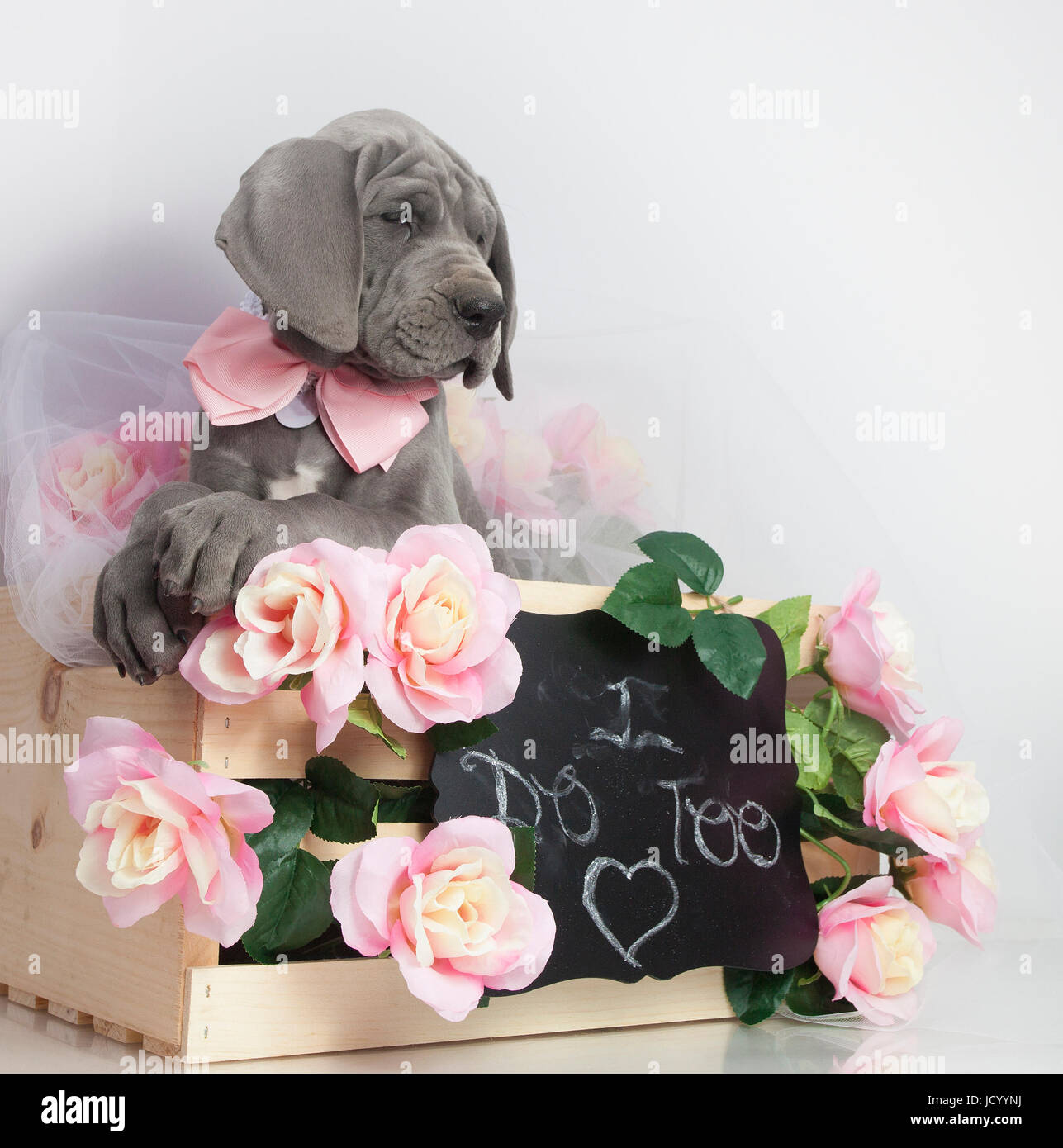 Great Dane purebred puppy in a box with pink flowers Stock Photo - Alamy