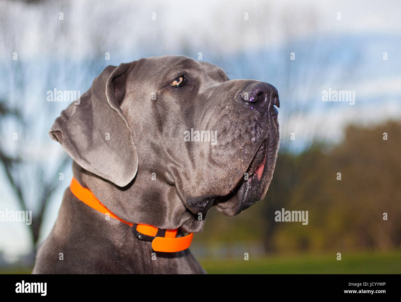 Gray purebred Great Dane profile photo taken outside Stock Photo - Alamy