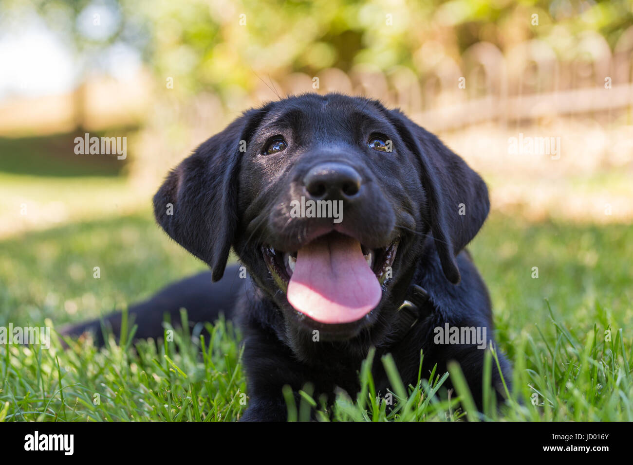 A 2-month old black labrador retriever puppy relaxes in the shade on ...