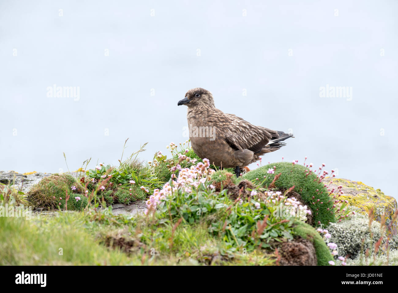Great skua or bonxie (Catharacta skua) on a cliff top, Handa Island ...