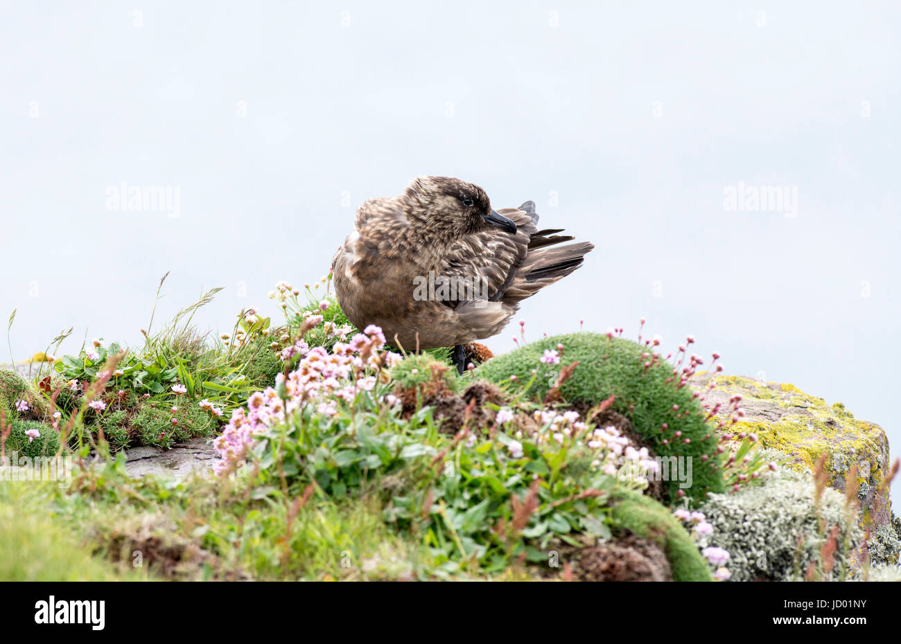 Great skua or bonxie (Catharacta skua) preening on a cliff top, Handa ...
