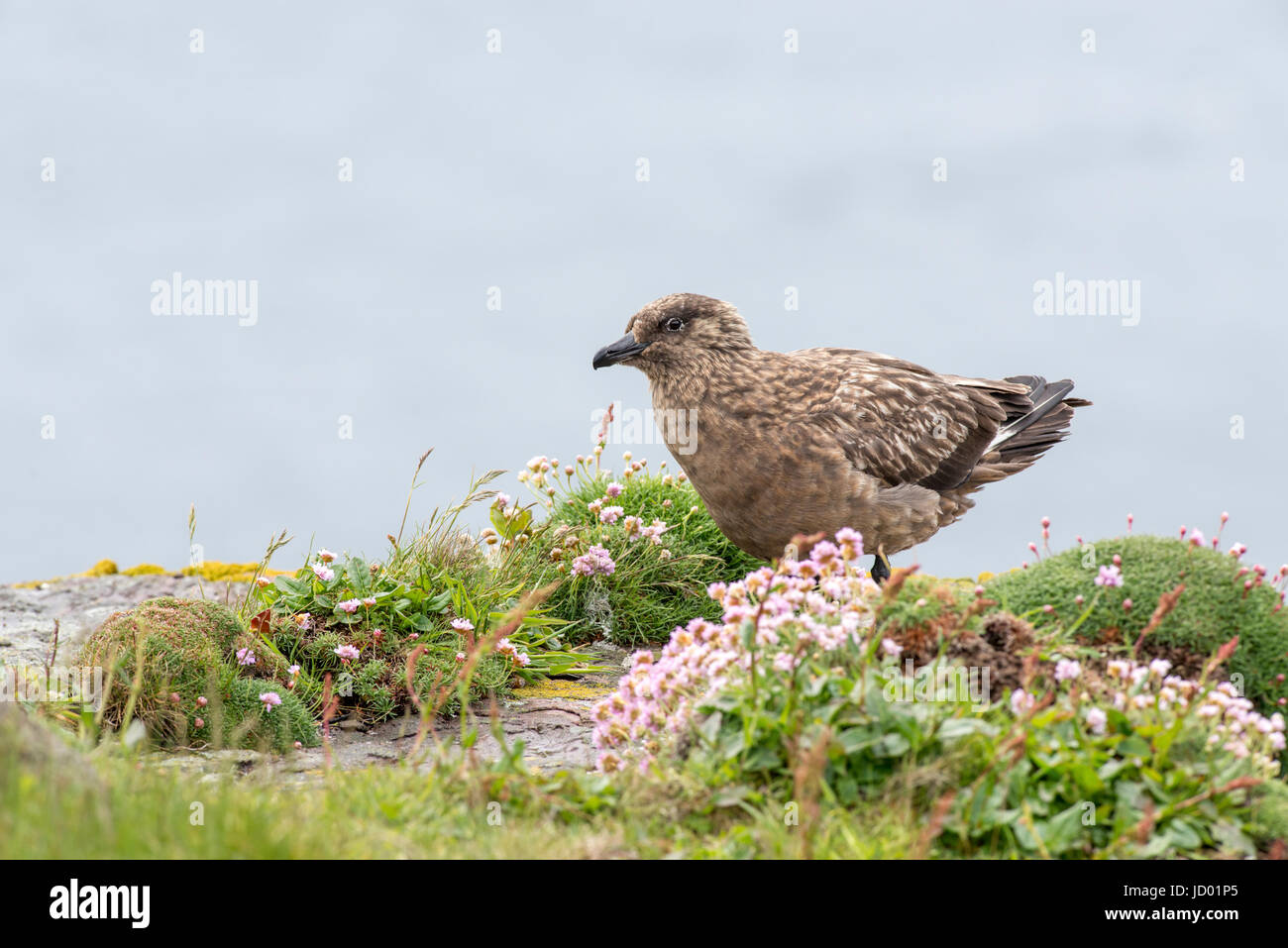 Great skua or bonxie (Catharacta skua) on a cliff top, Handa Island ...