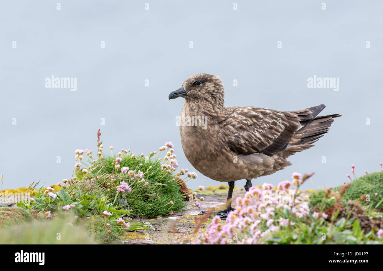 Great skua or bonxie (Catharacta skua) on a cliff top, Handa Island ...