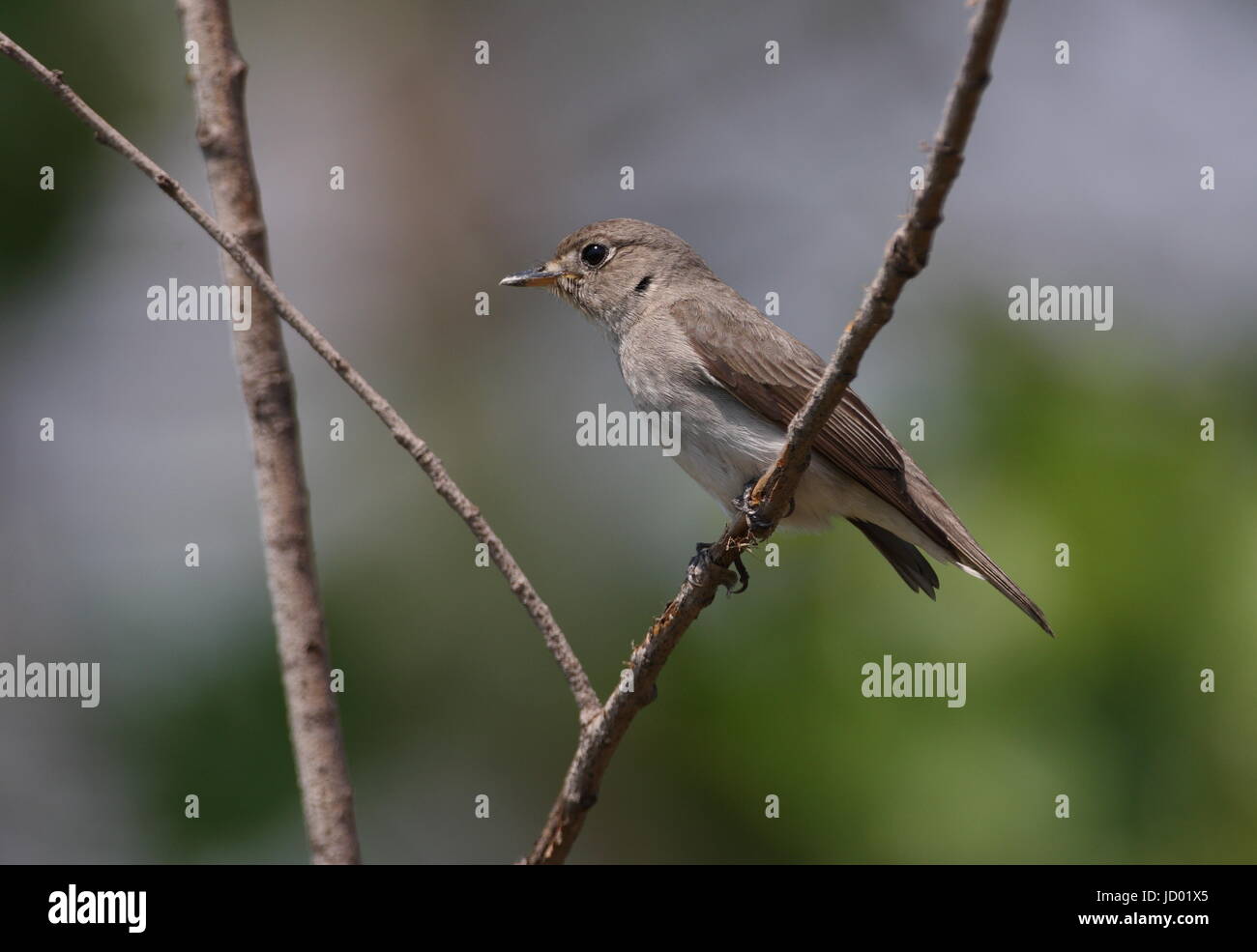 Asian flycatcher bird hi-res stock photography and images - Alamy