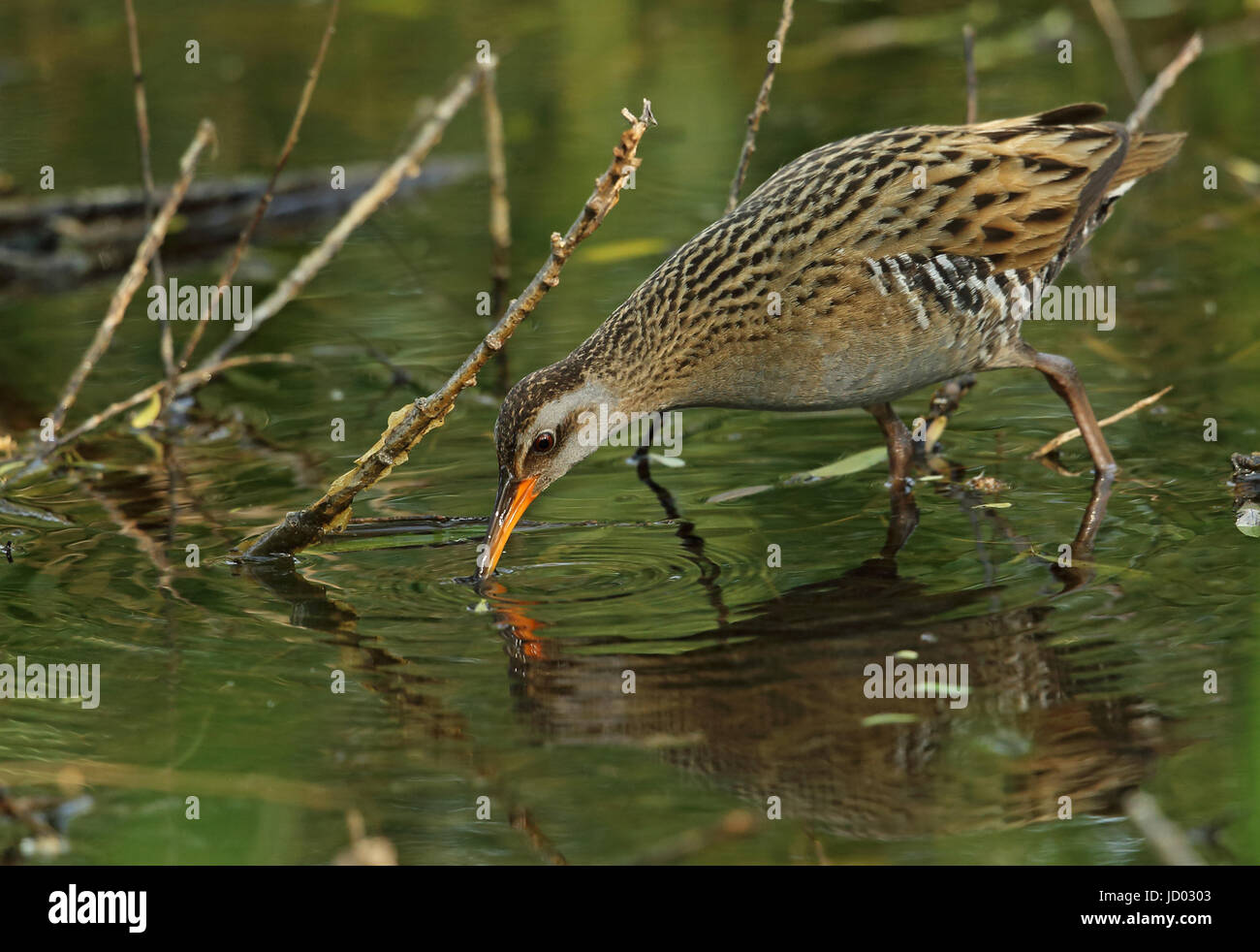 Eastern Water Rail (Rallus indicus) adult foraging in shallow water ...