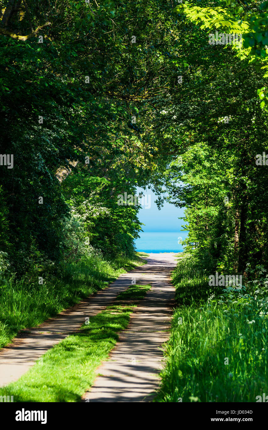Trees on the Baltic Sea coast in Ahrenshoop, Germany Stock Photo - Alamy