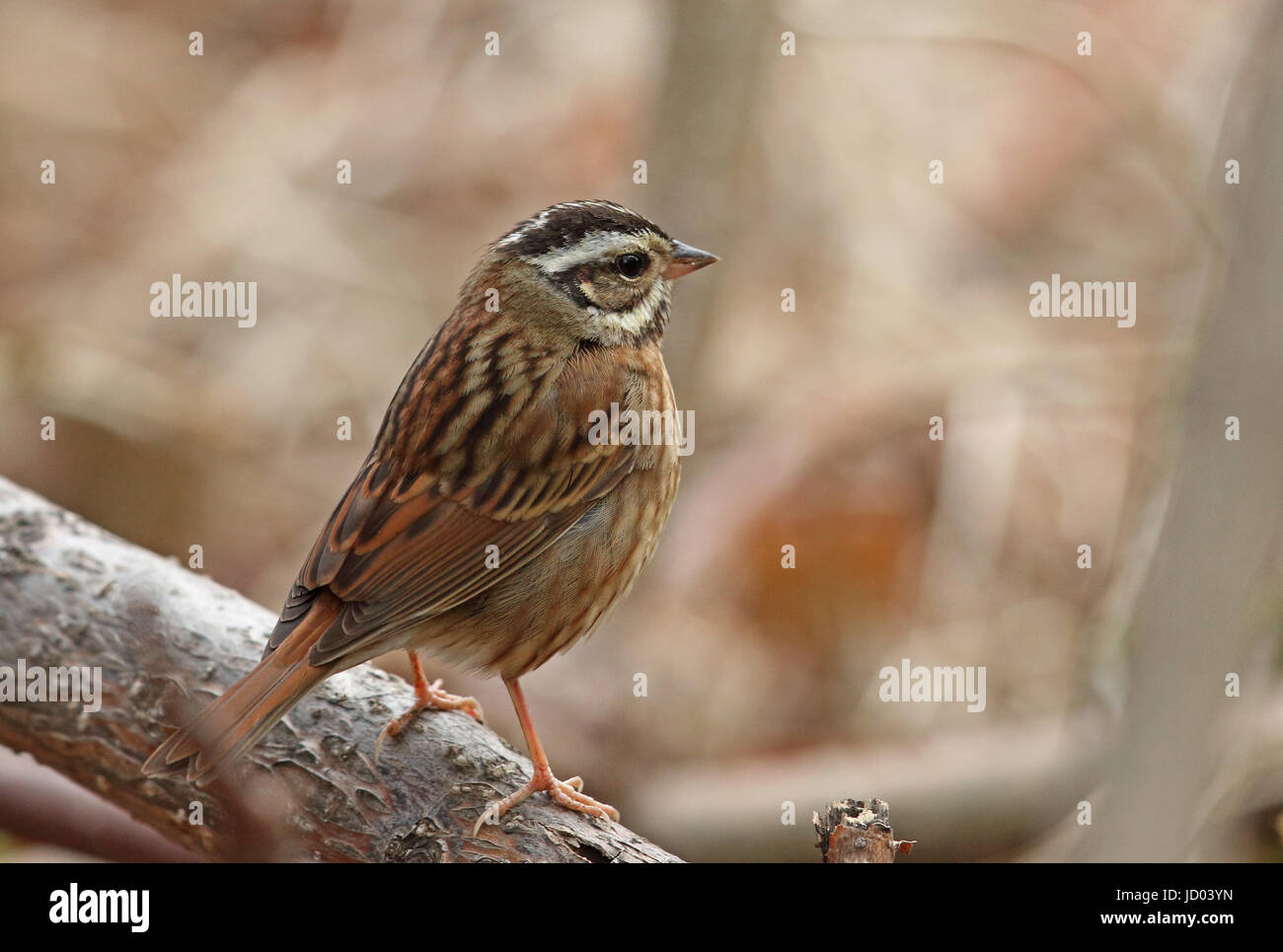 Bird songbirds bunting buntings hi-res stock photography and images - Alamy