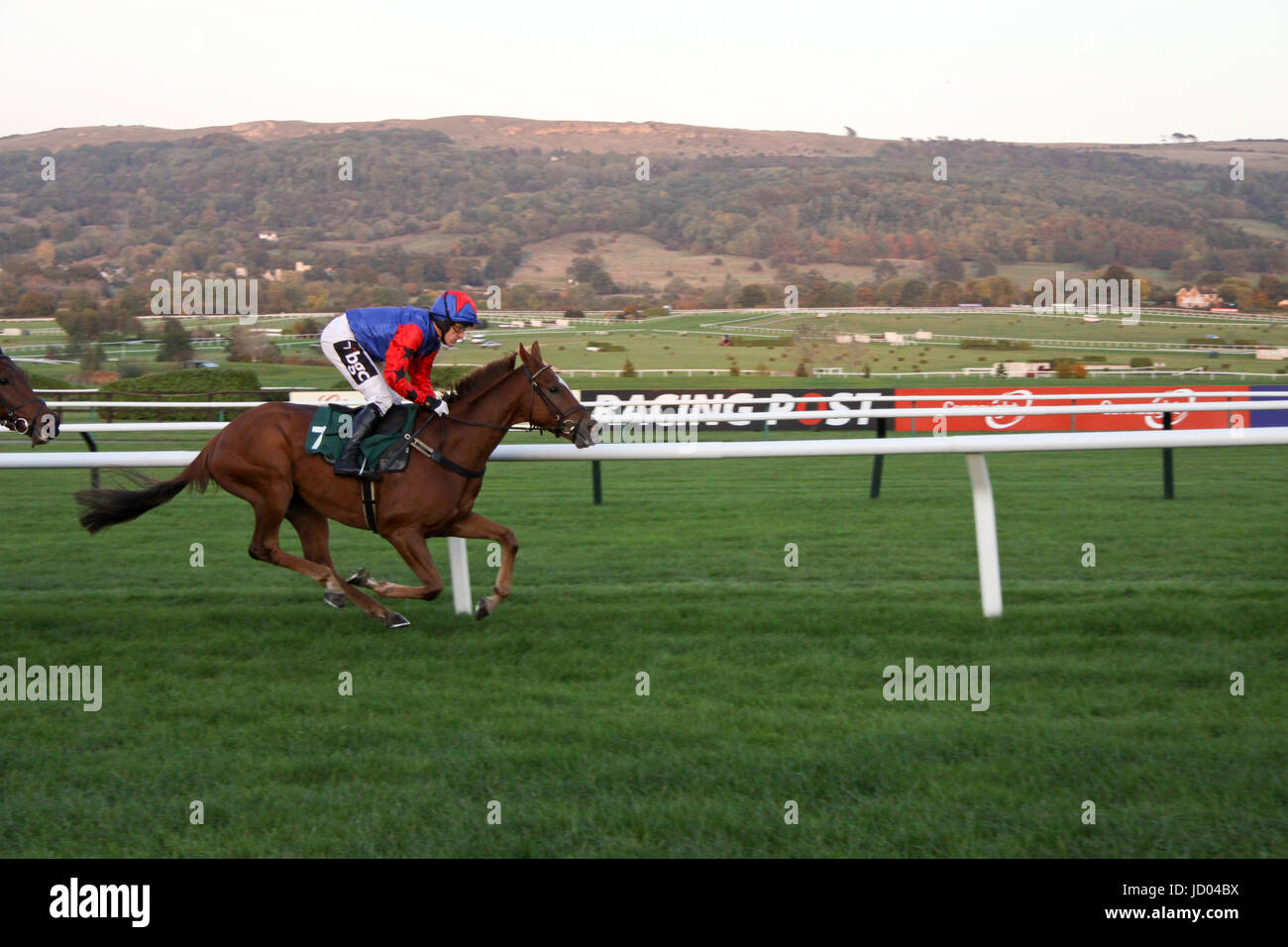 Jump jockey racing at Cheltenham racecoure Stock Photo - Alamy