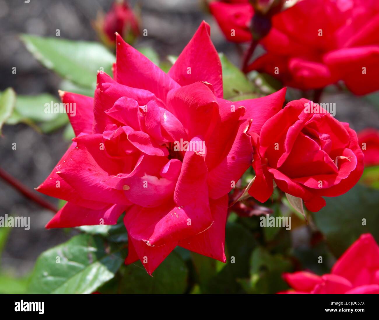 Loving day in sun hi-res stock photography and images - Alamy