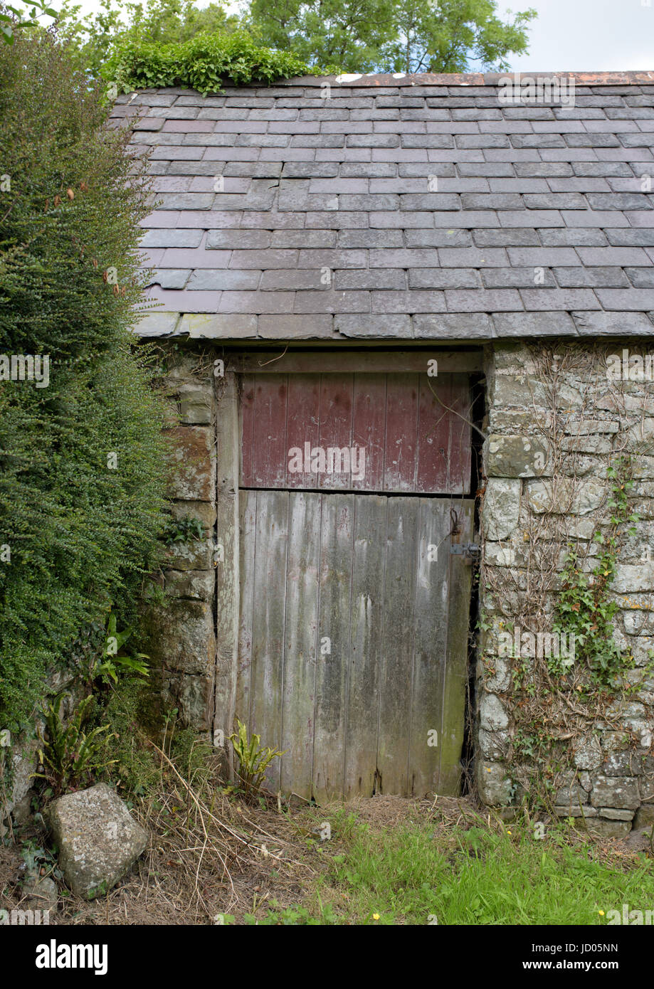 Stone outbuilding with rough wooden door and slate roof and hedgerow ...