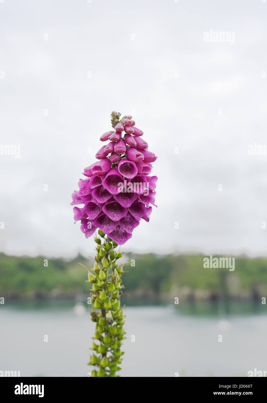 Common foxglove, Digitalis purpurea, with soft focus blurred coastal ...