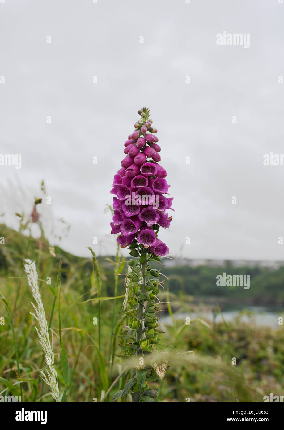 Common foxglove, Digitalis purpurea, with soft focus blurred coastal ...