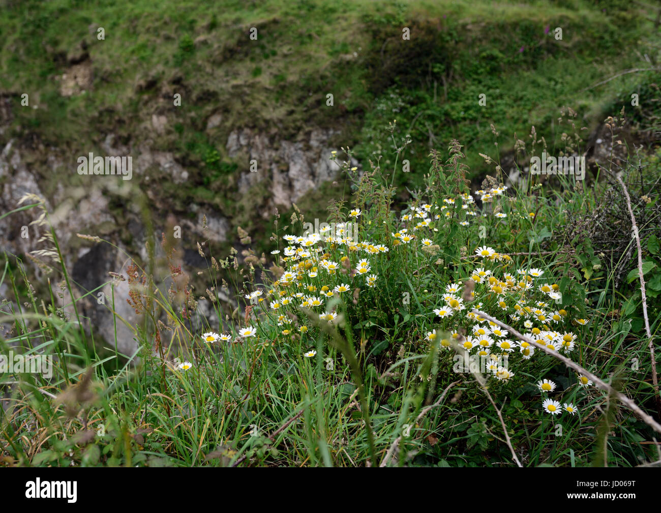 Cliffside flowers hi-res stock photography and images - Alamy