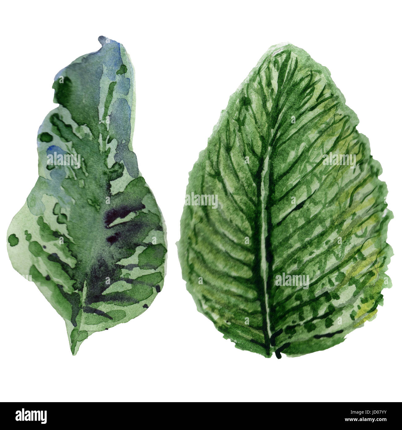 Wildflower viola flower leaf in a watercolor style isolated. Full name ...