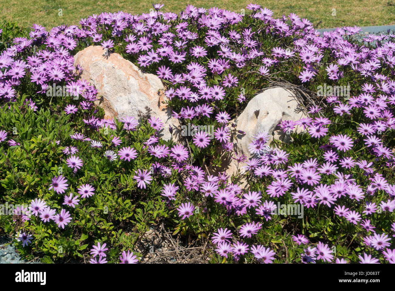 Wild flowers cyprus hi-res stock photography and images - Alamy